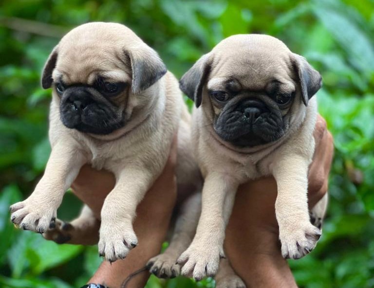 Pug Price In Bangalore - Premium Pet House