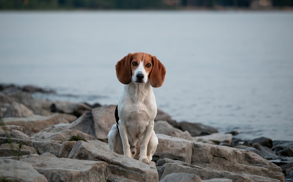 Beagle Price in Goa - Premium Pet House