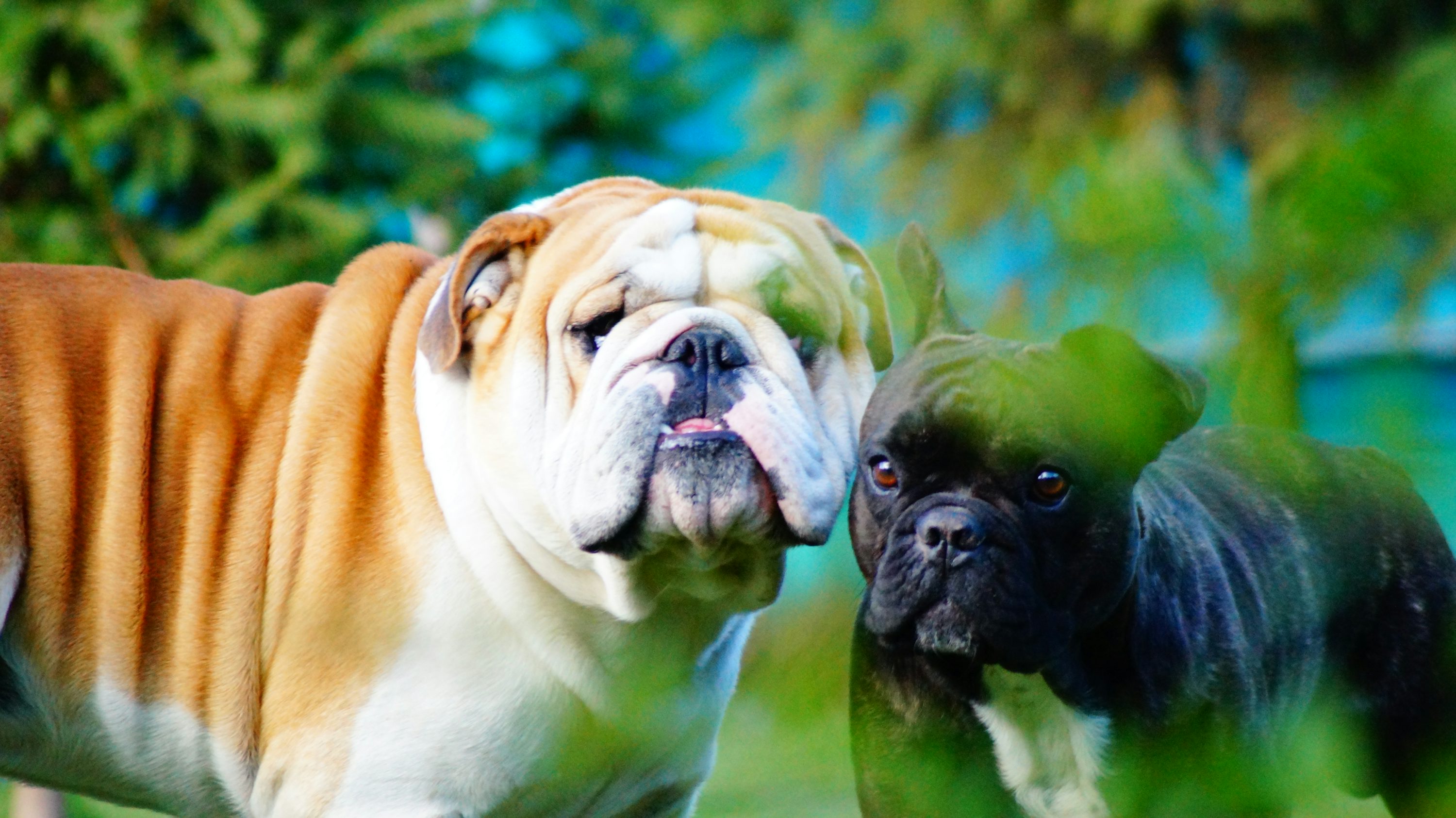 English Bulldog Price Visakhapatnam - Premium Pet House