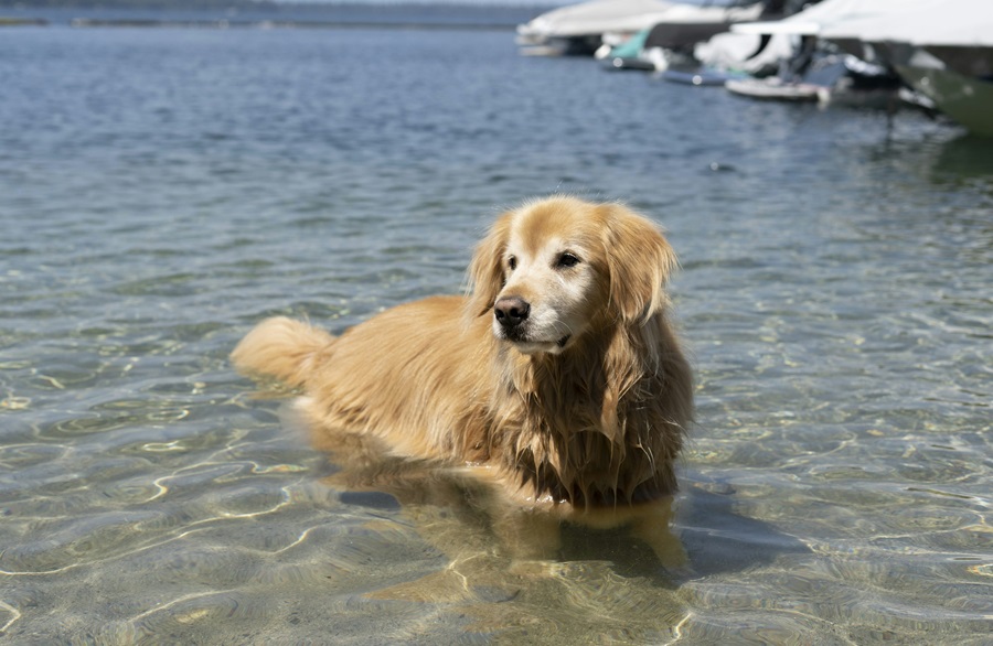 Golden Retriever Price in Goa - Premium Pet House