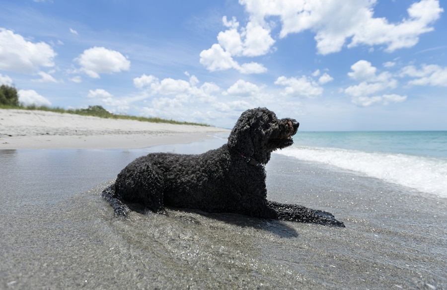 Poodle Price in Goa - Premium Pet House